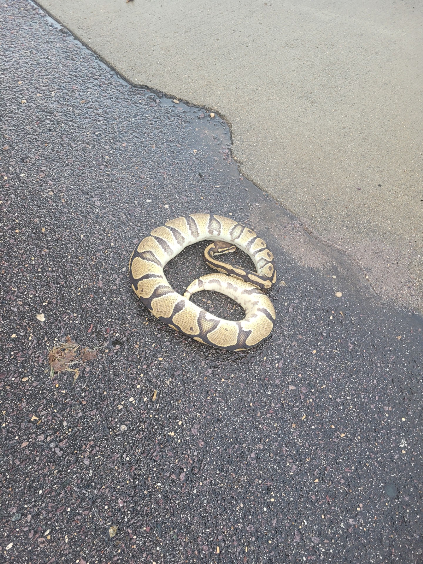 Police try to save snake found on street | News, Sports, Jobs - The Journal